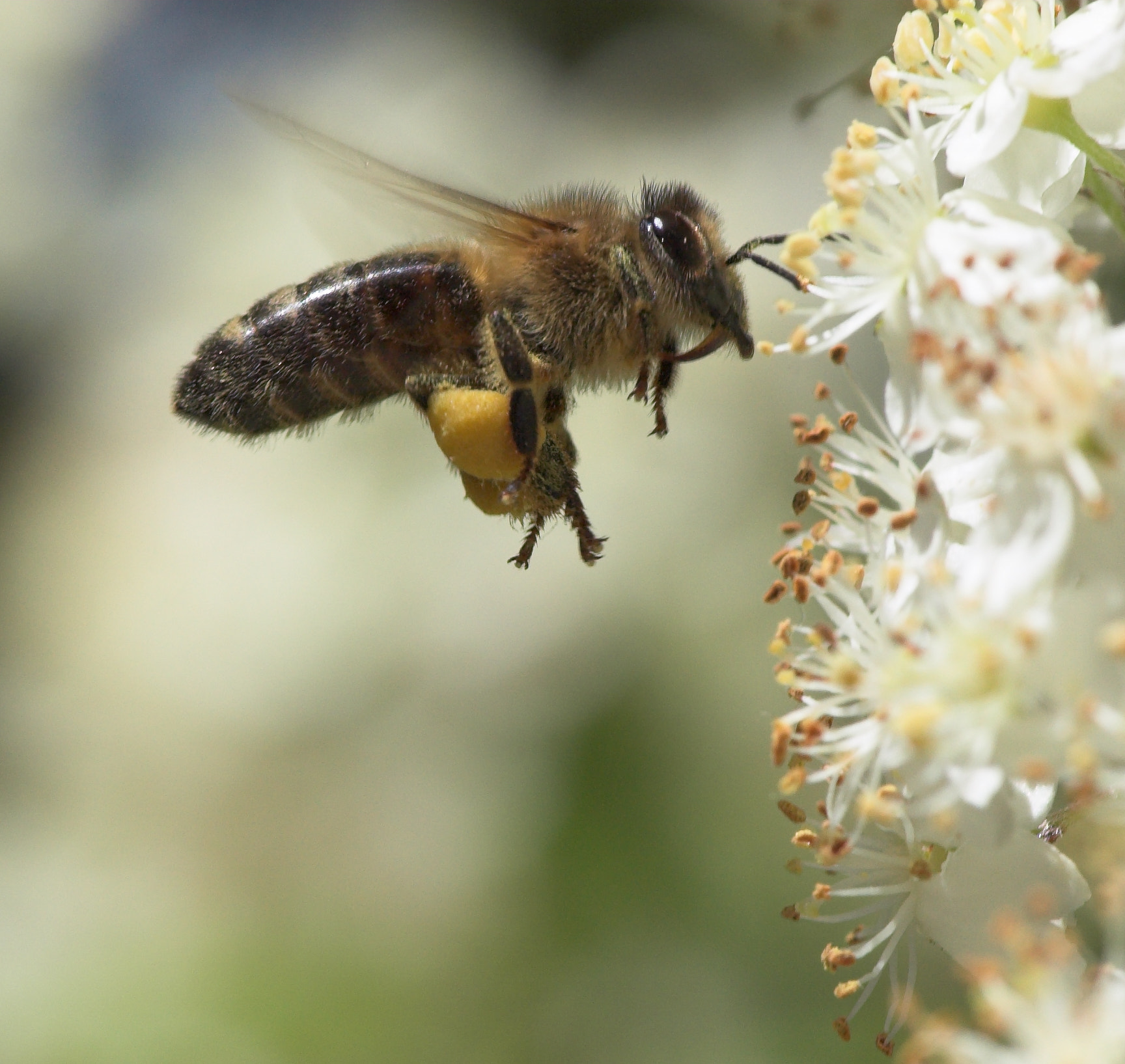 Bee by Nicolas Reyren | 500px