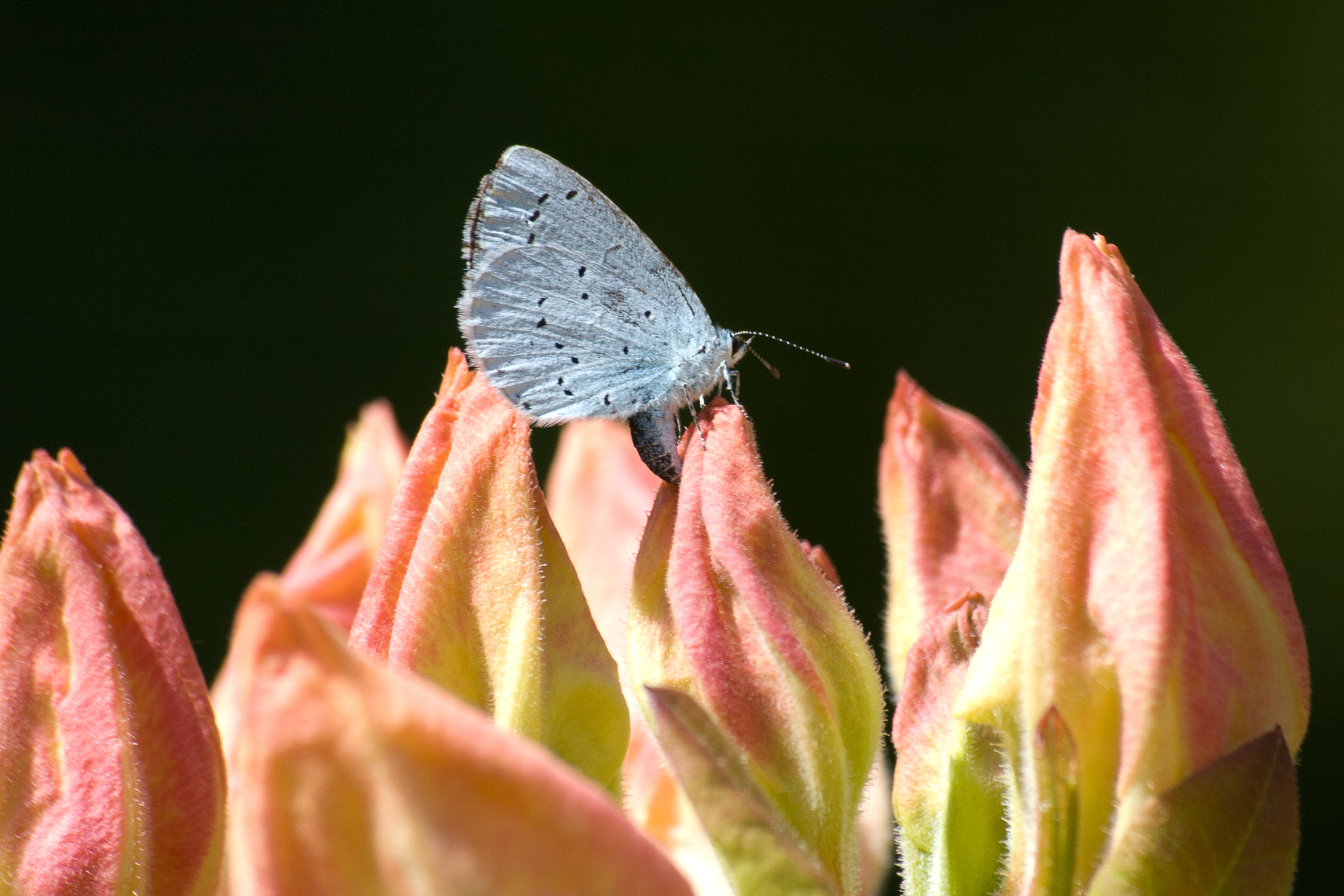 Butterfly by Nicolas Reyren | 500px