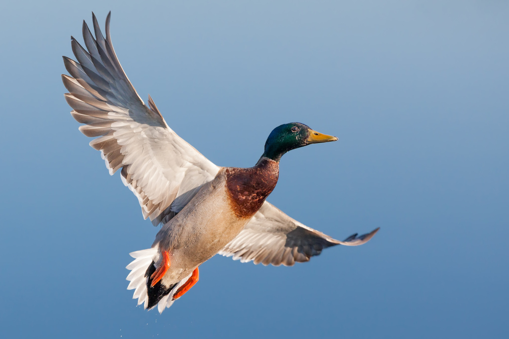 Happy mallard duck flying by Tony Northrup / 500px