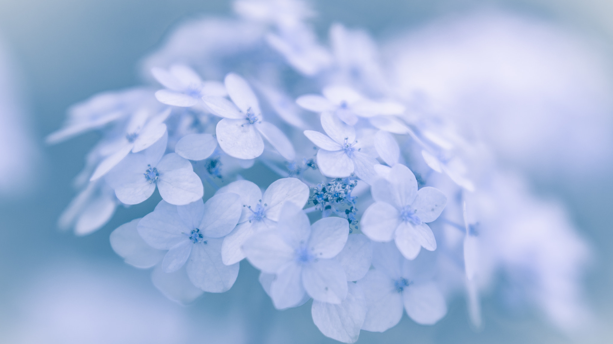 summer illusion, 夏の桜 by Miyako Koumura / 500px