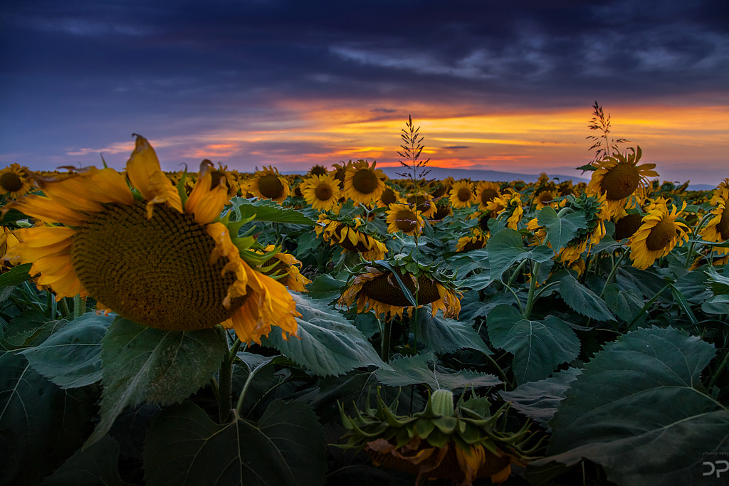 Sunflower Sunset by Dragos Pop / 500px