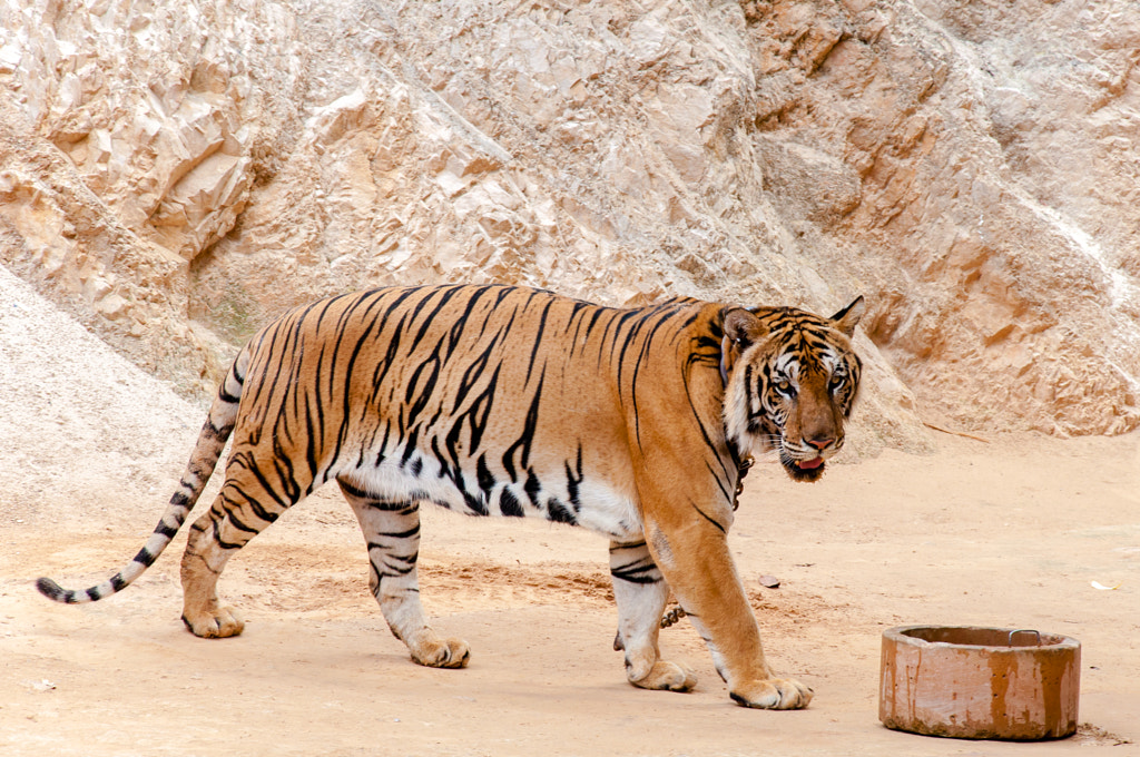 Beautiful specimen of bengal tiger at the Tiger Temple in Kanchanaburi ...