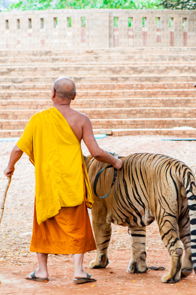 Buddist monk with Bengal tiger at the Tiger Temple in Kanchanaburi ...