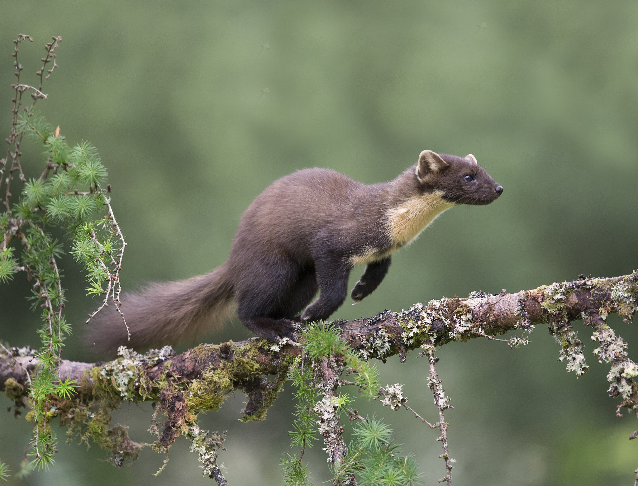pine marten by Ron McCombe / 500px