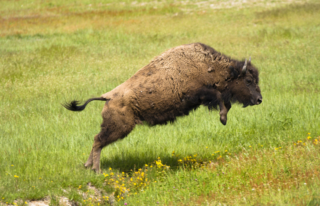 Jumping Buffalo by Cindy Bonish / 500px