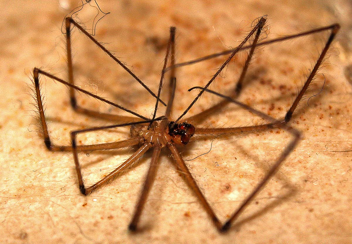 Dead Spider by Alireza Momeni / 500px