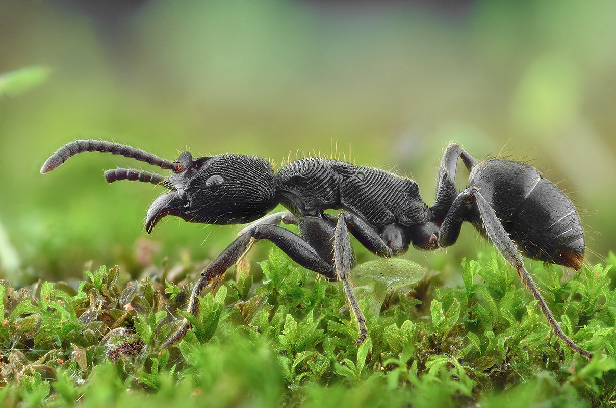 BLACK ANT by Yudy Sauw / 500px