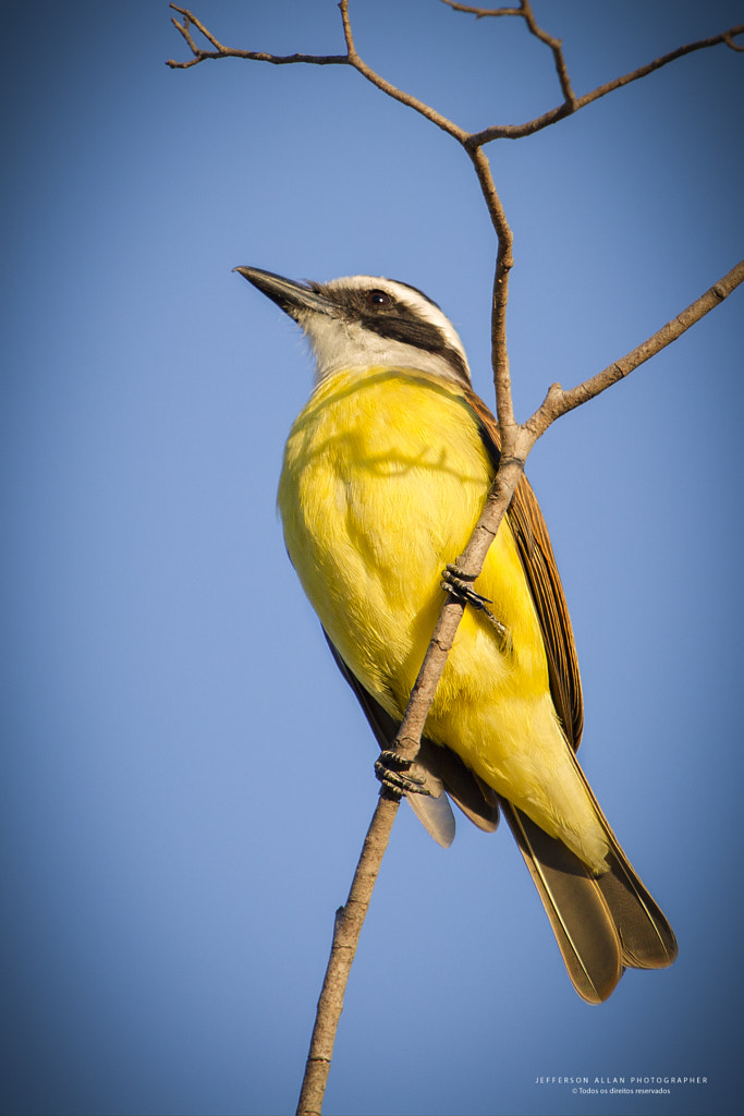 Bem-te-vi by Jefferson Allan / 500px