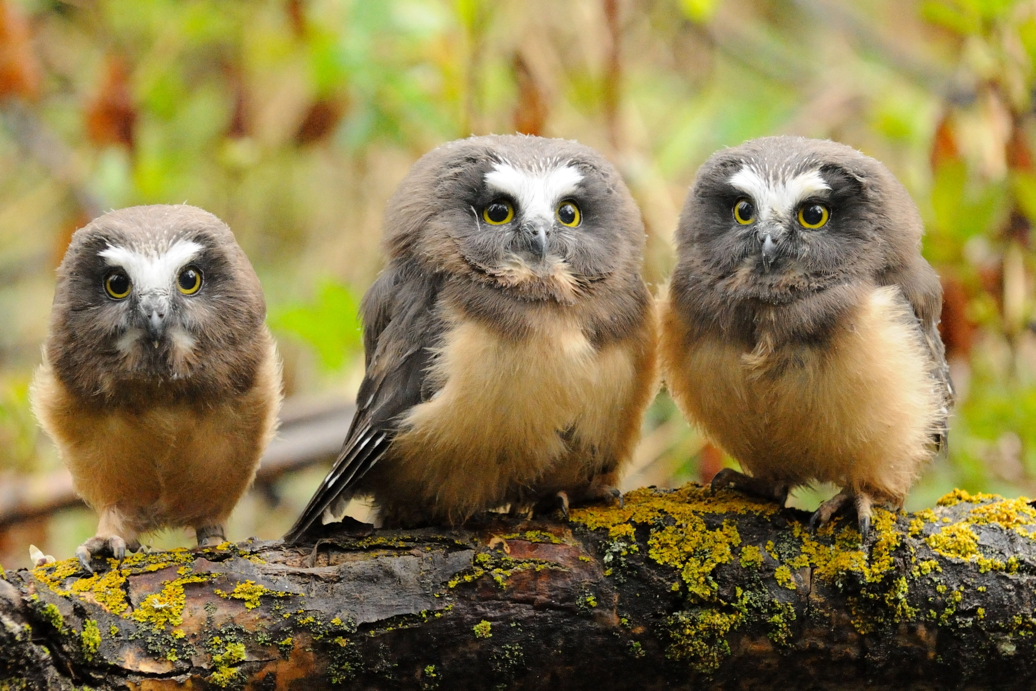 Northern Saw-Whet Owlettes by Sylvia L - Photo 7890917 / 500px