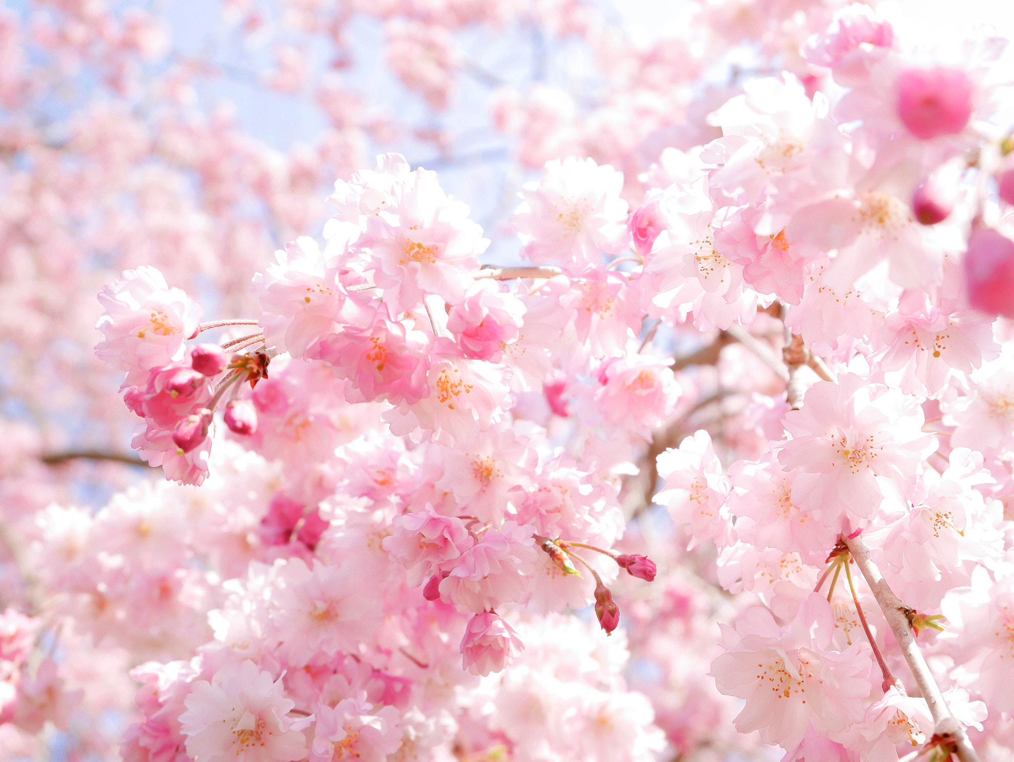 Powder Pink by Shingo Soya / 500px