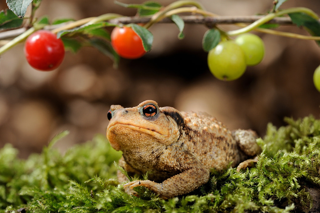 Bufo spinosus et bouboules by Florian Denis / 500px