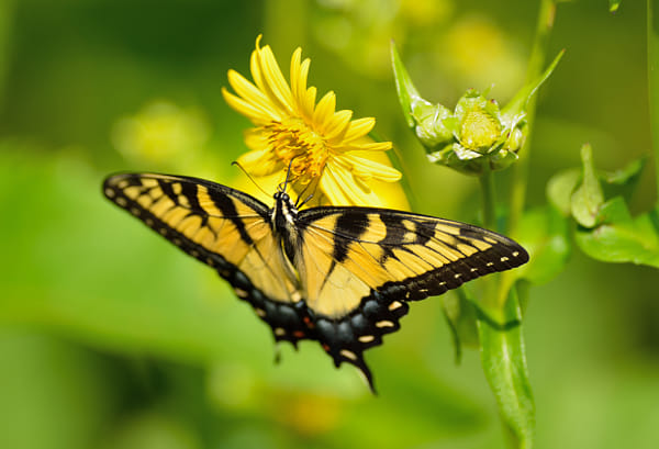 Anise Swallowtail by Rumen Raykov / 500px