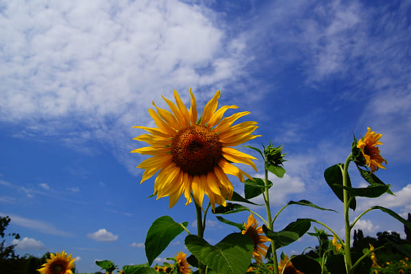 Sunflower by Stefan Gruber | 500px