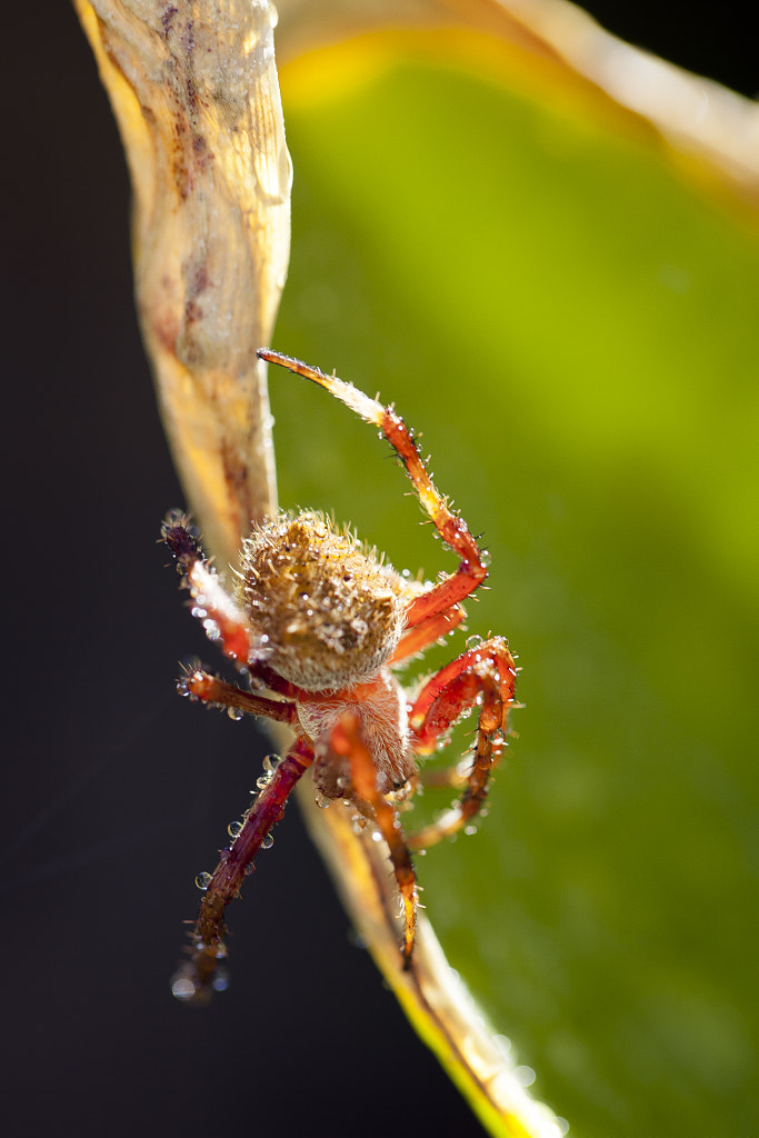 Spider shower by Sharon Graham / 500px
