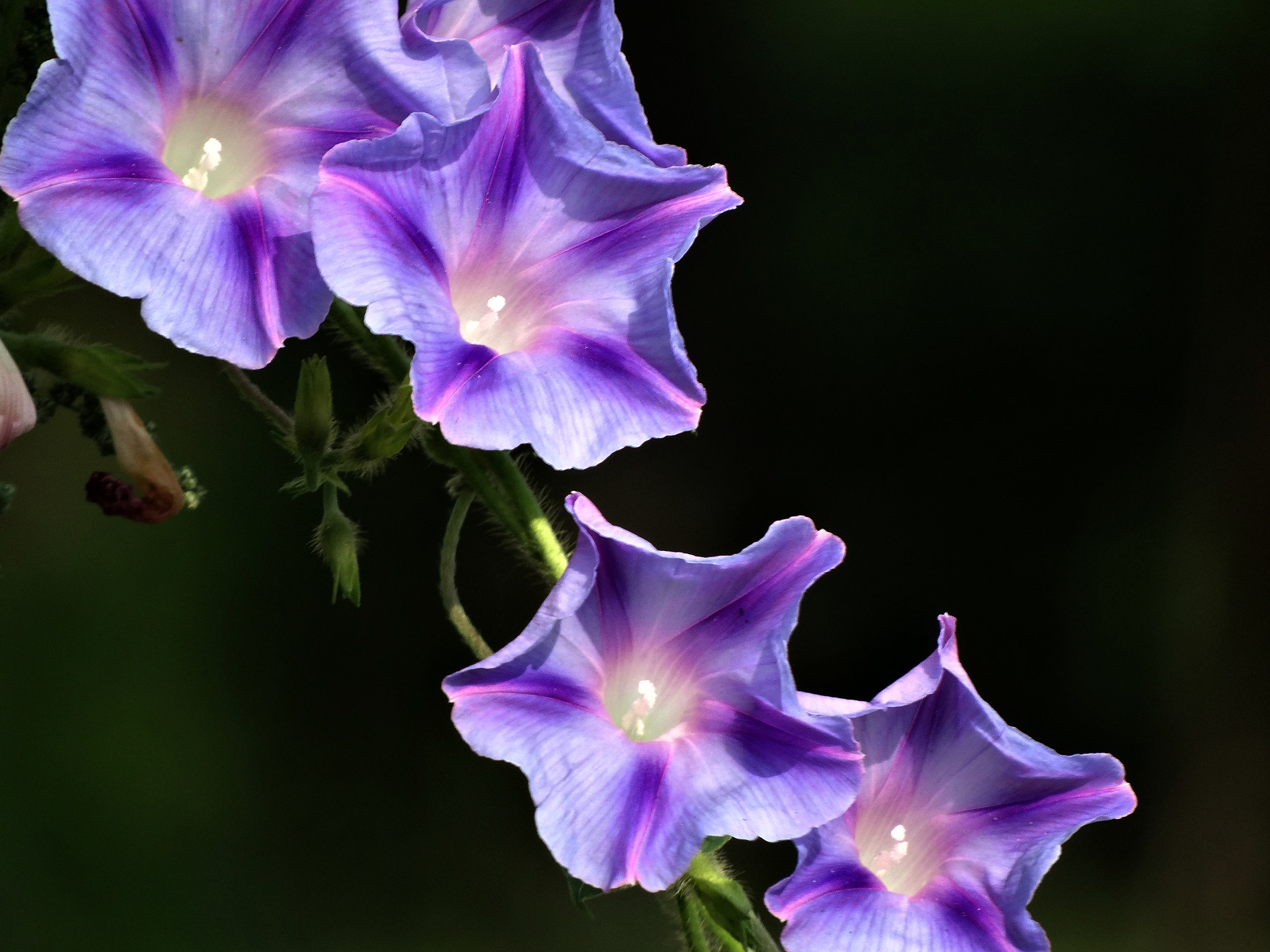 Love in vain by dannety / 500px