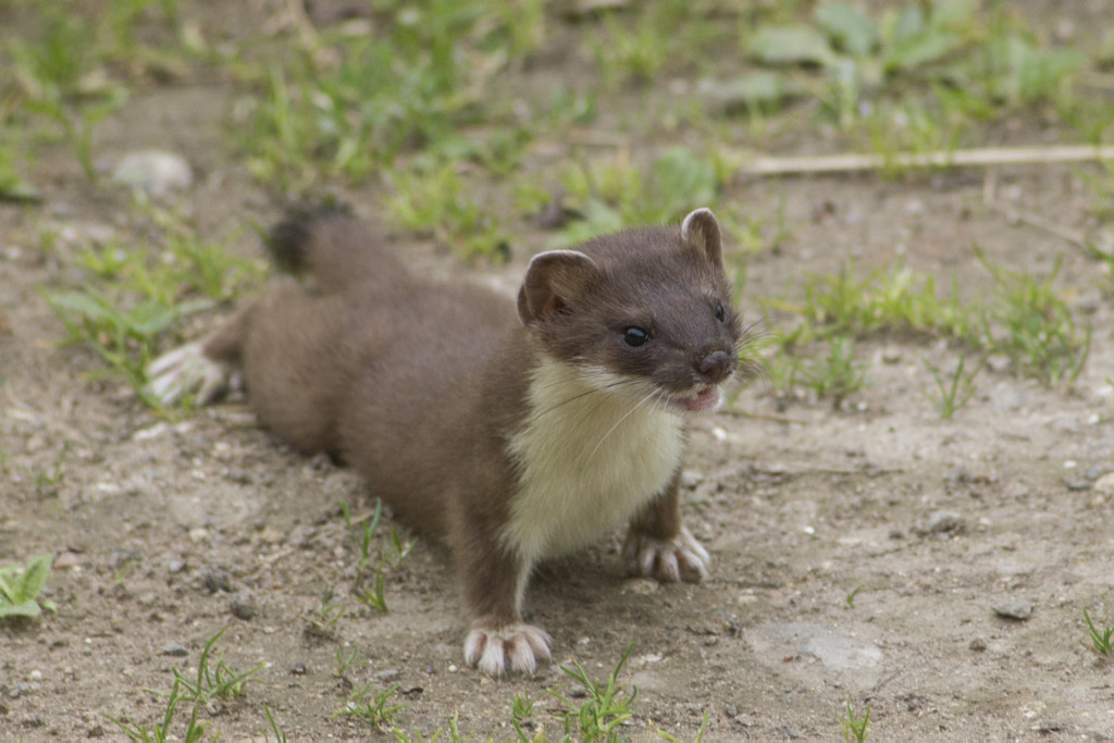 Stoat by Rachel Shock / 500px