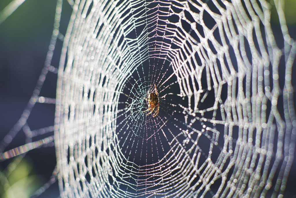 Psychedelic Spider web rainbow macro by Greg Kirkpatrick / 500px