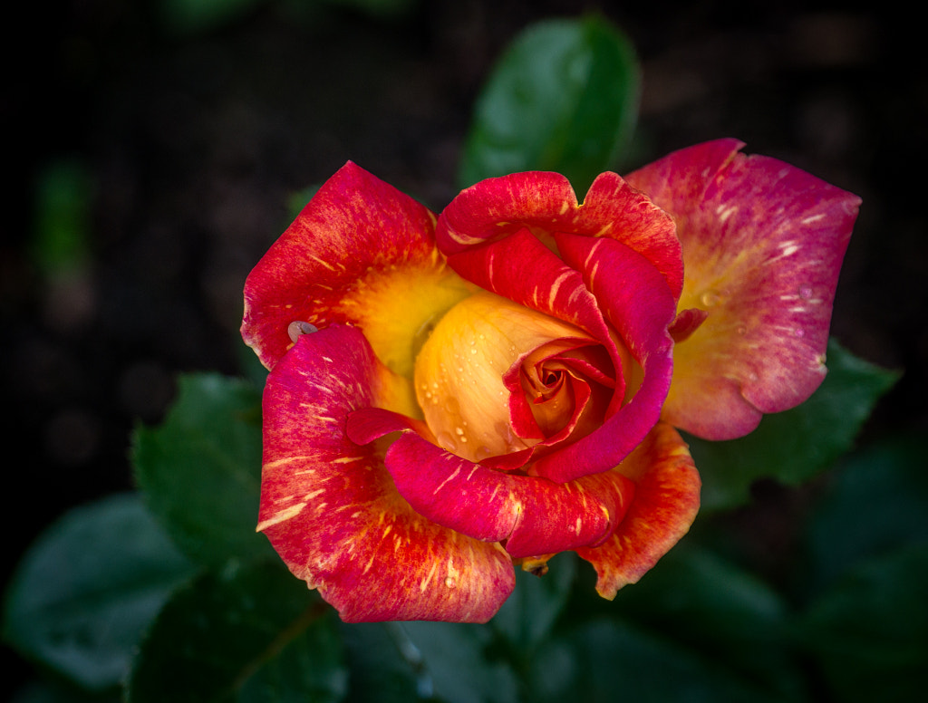 A single rose by Debbie Molle / 500px