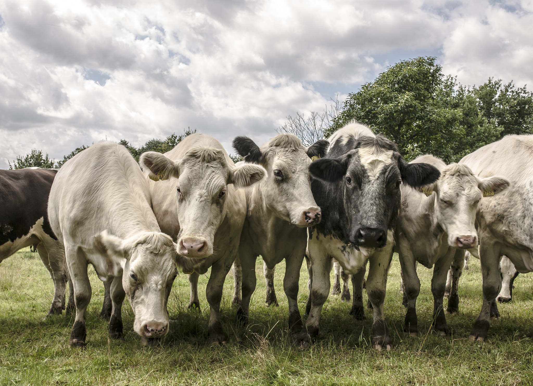 90s Hip Hop Album Cow Edition by Vince Horiuchi / 500px