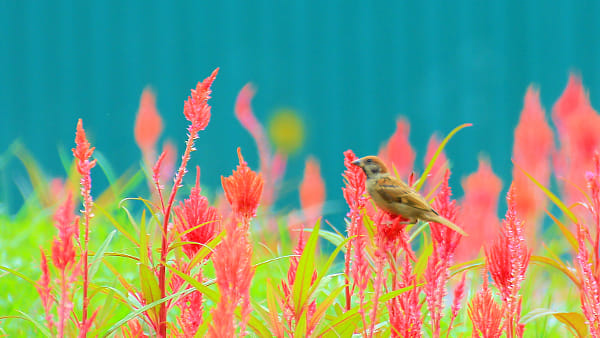 Celosia 'Fresh Look' by Khoi Tran Duc | 500px