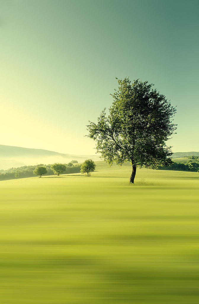 Green morning by Martin Smolak / 500px