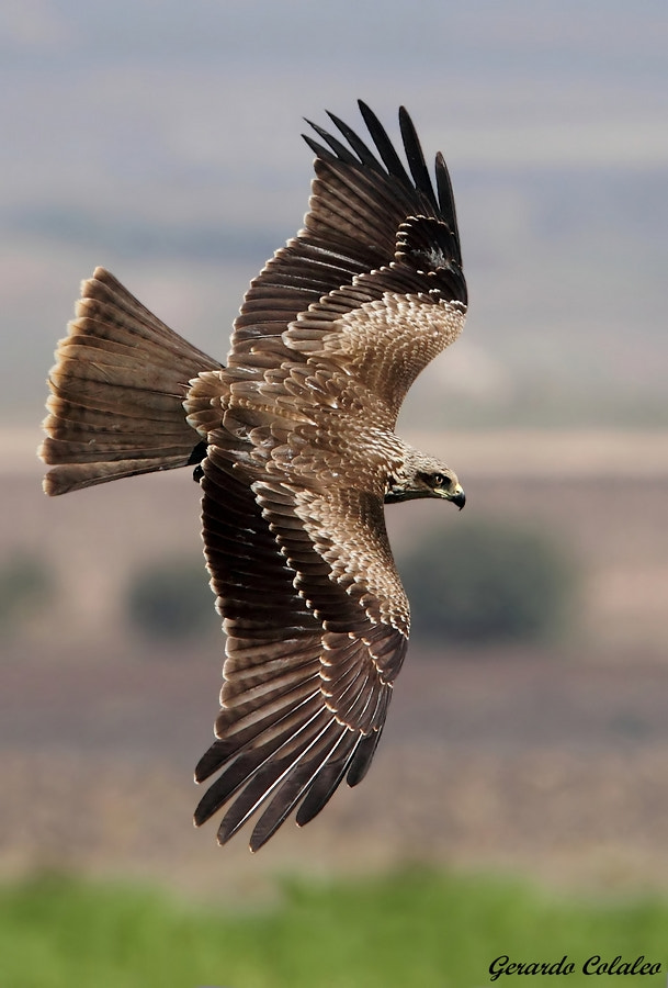 Milvus migrans - Israel by Gerardo Colaleo / 500px