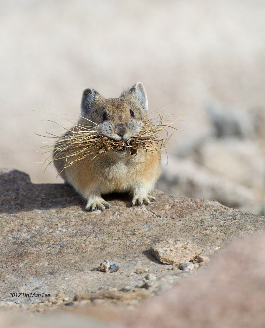 Pika with Nesting Material by Tin Man - Photo 8106444 / 500px
