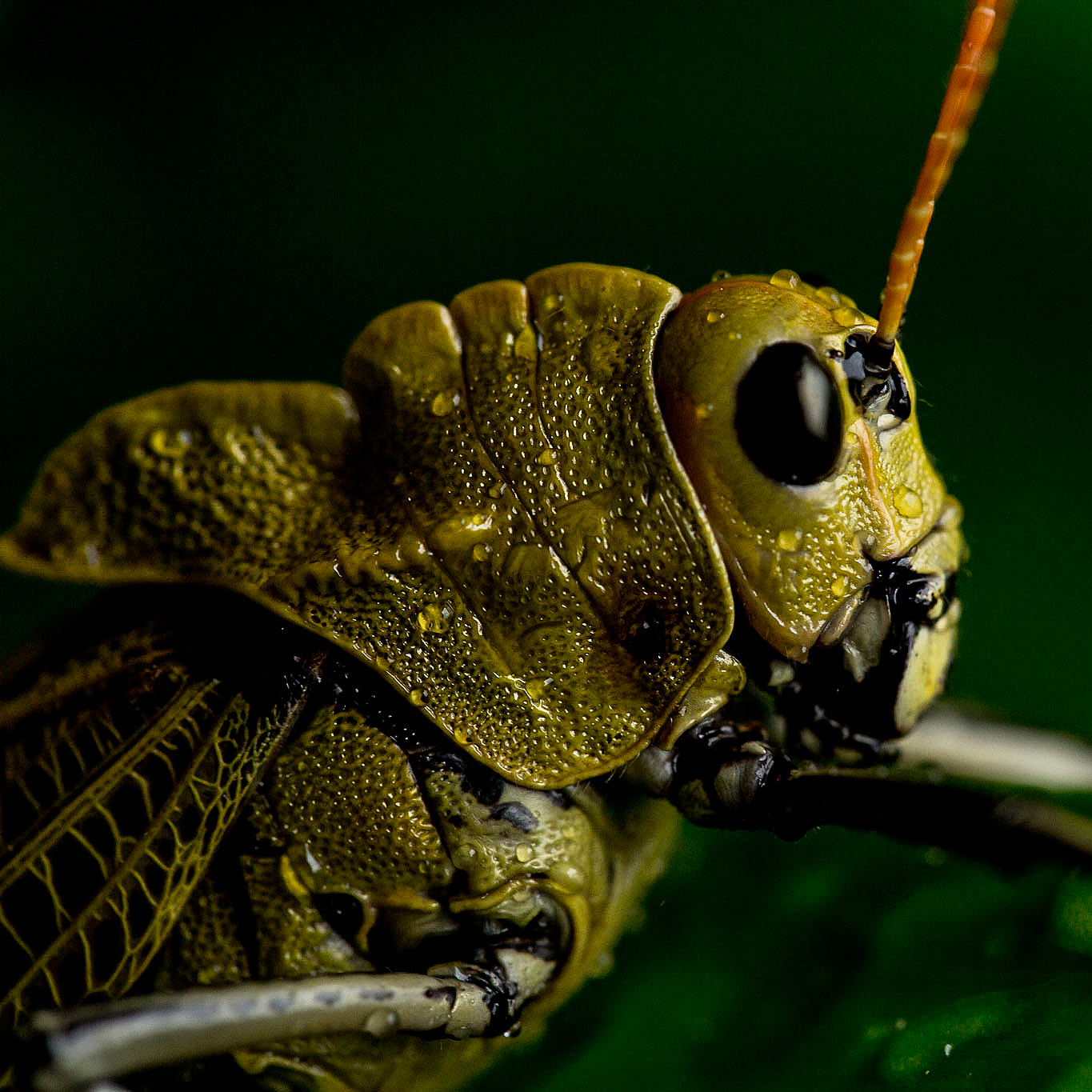 Grasshopper by Laurence Penne | 500px