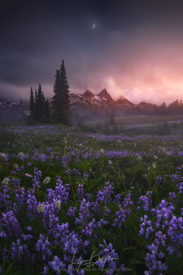 Leading The Way by Ryan Dyar / 500px