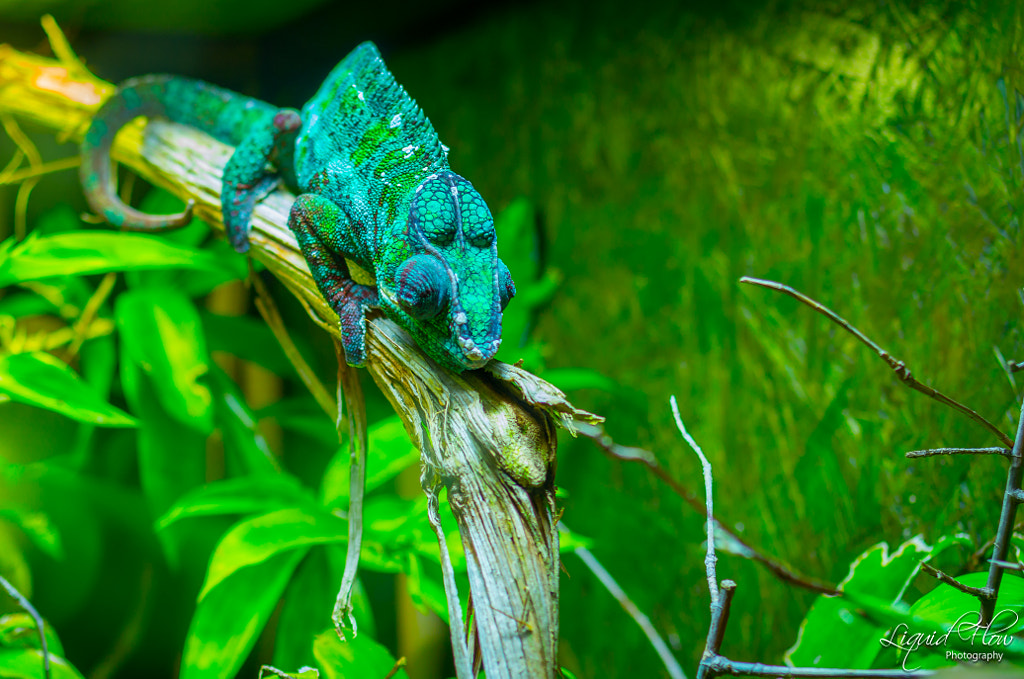 The Chameleon by Liquid Flow Photography / 500px