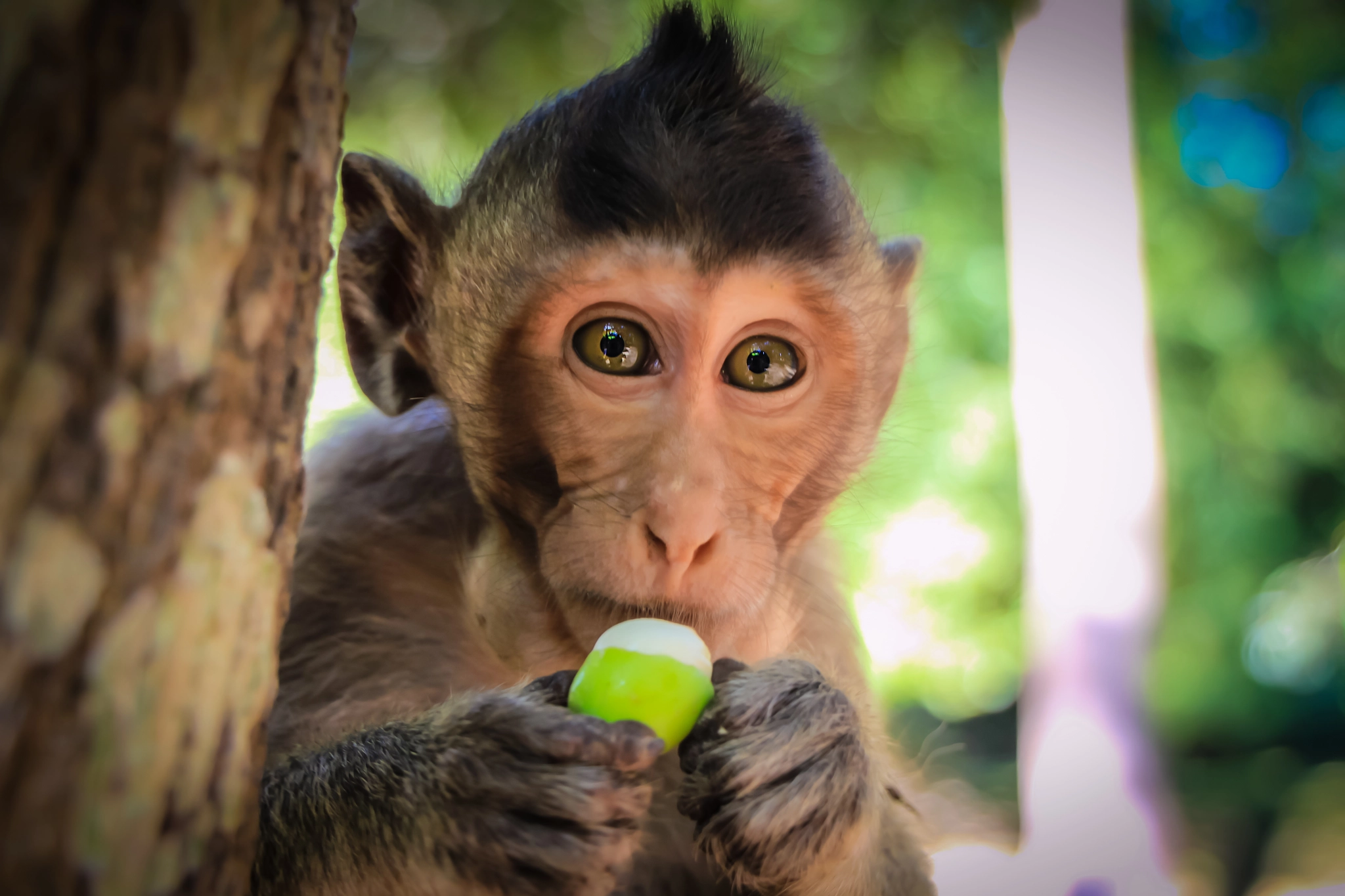 Monkey Face by P-J Taylor / 500px