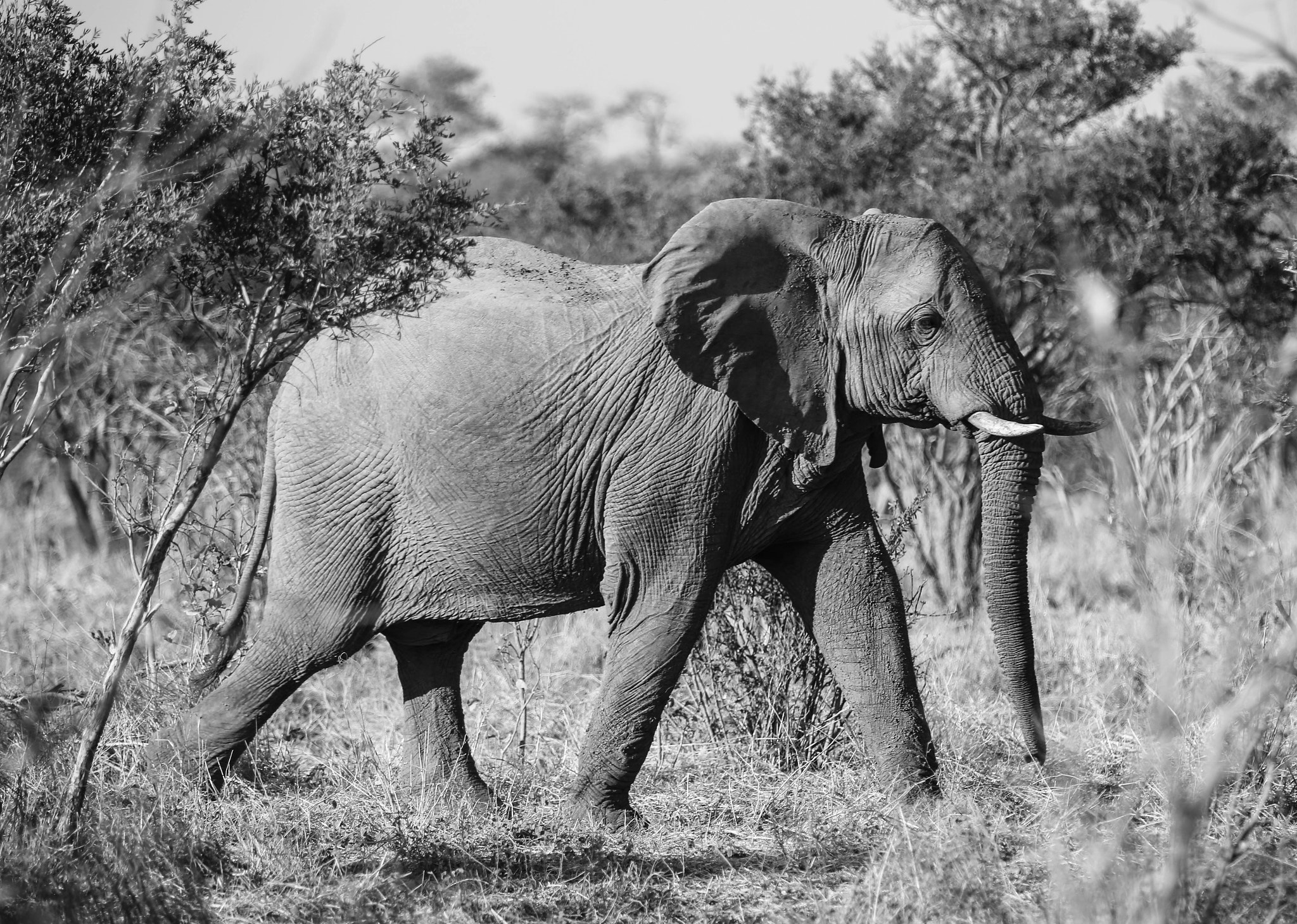 Nelly the elephant by Clare Forster / 500px