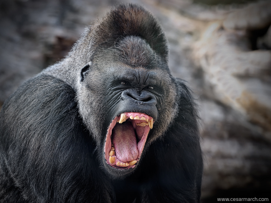 Mortal yawn by Cesar March / 500px