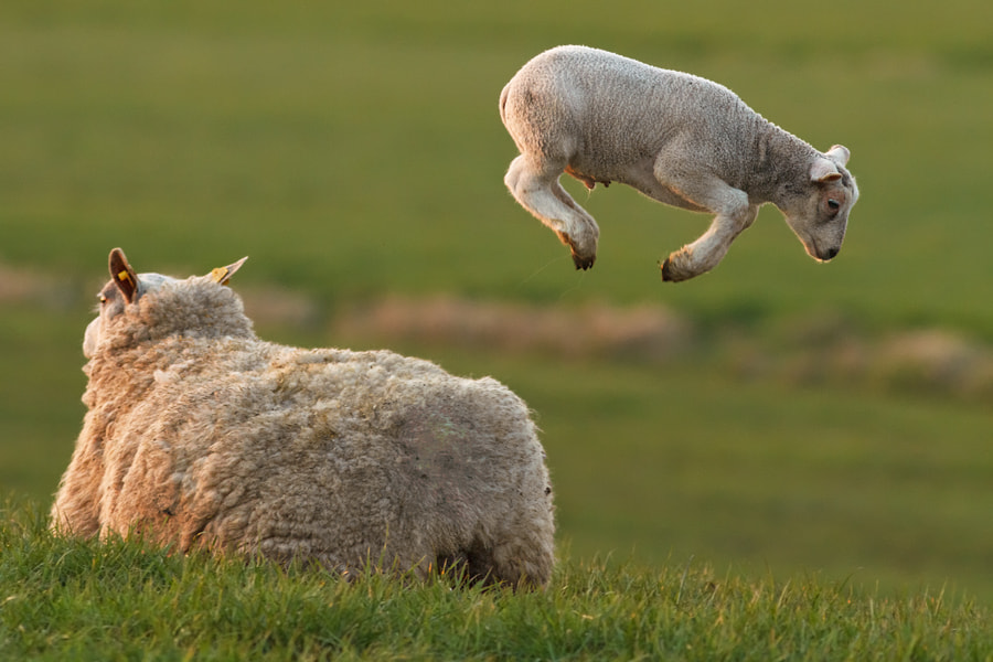 Levitating Lamb by Roeselien Raimond / 500px