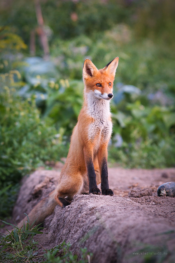 beautiful fox by Владислав Тябин - Photo 82129871 / 500px