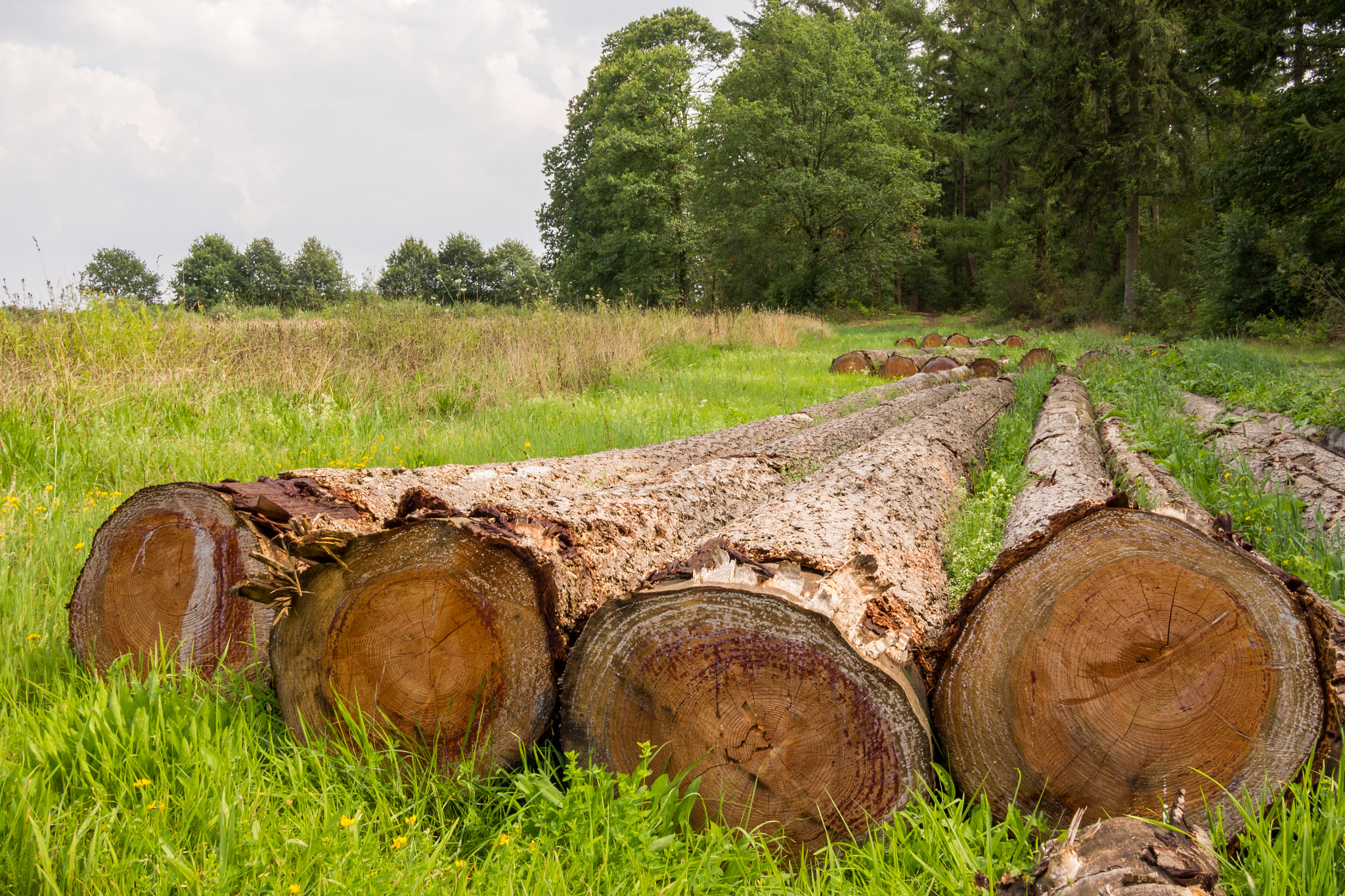Cut tree trunks in field by Frank Hoekzema | 500px