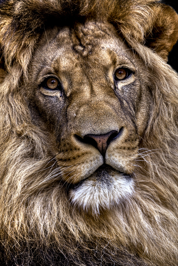 Lion by Ander Aguirre / 500px