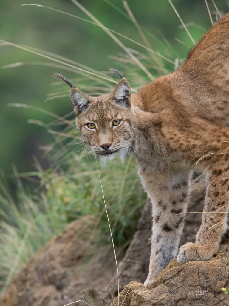 Lynx by Arthur Brunner | 500px