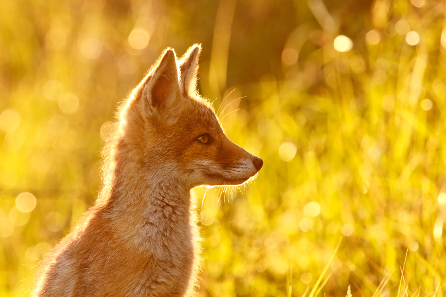 Le P'tit Renard by Roeselien Raimond / 500px