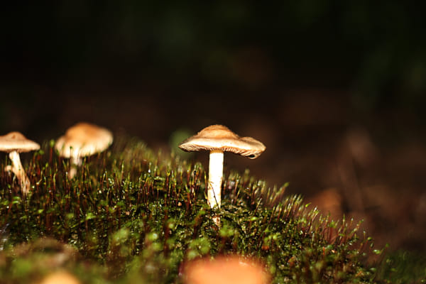 gomba by Sevoir | 500px