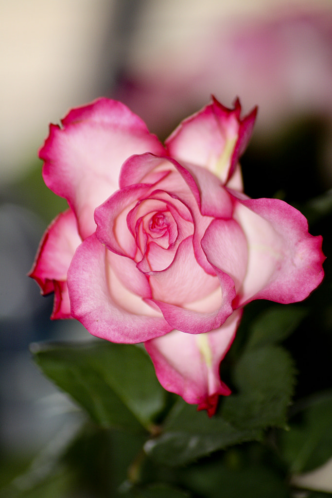 Rose by Anders Mott Jensen / 500px