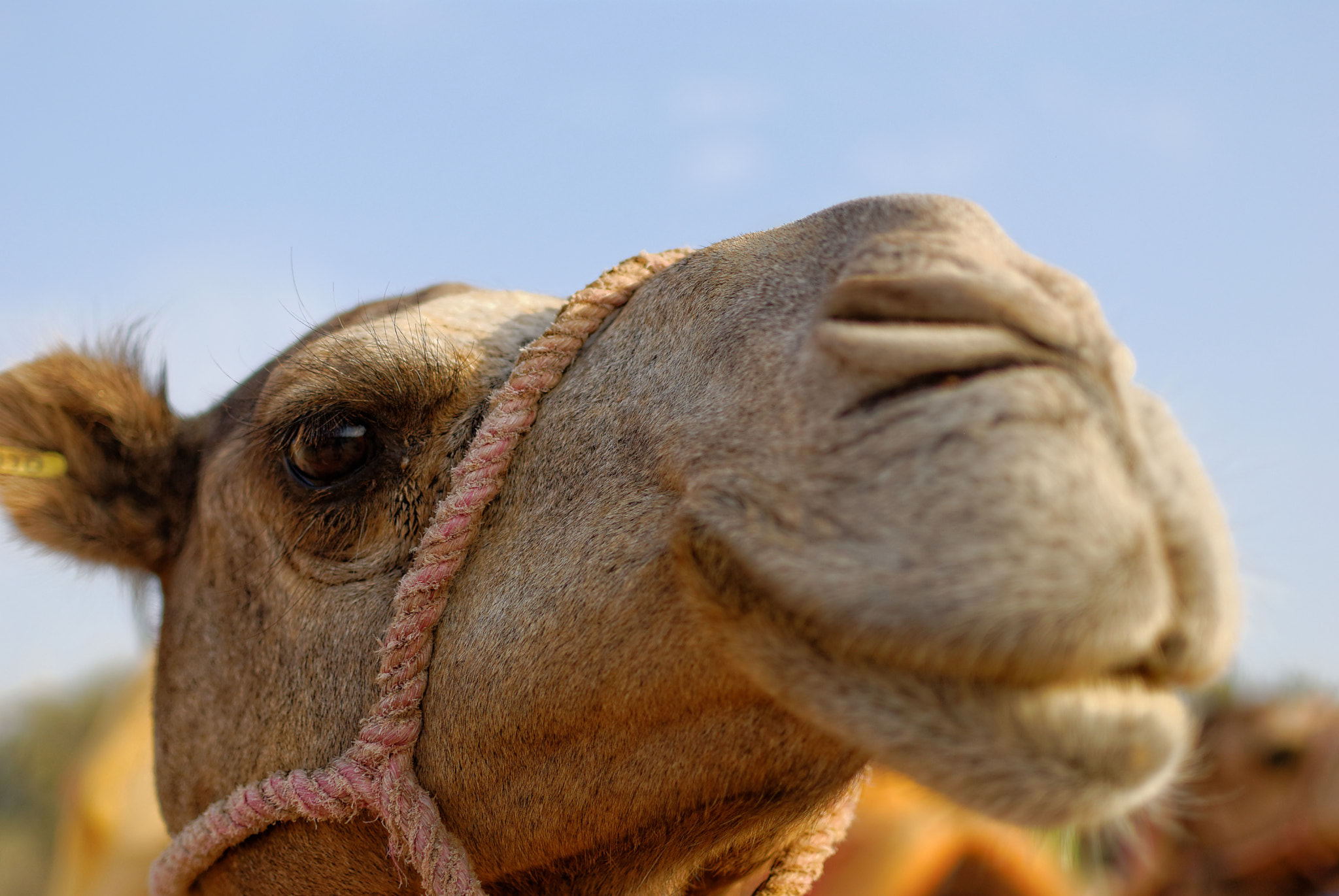 Smiling Dromedary by Eric Dumouchel / 500px