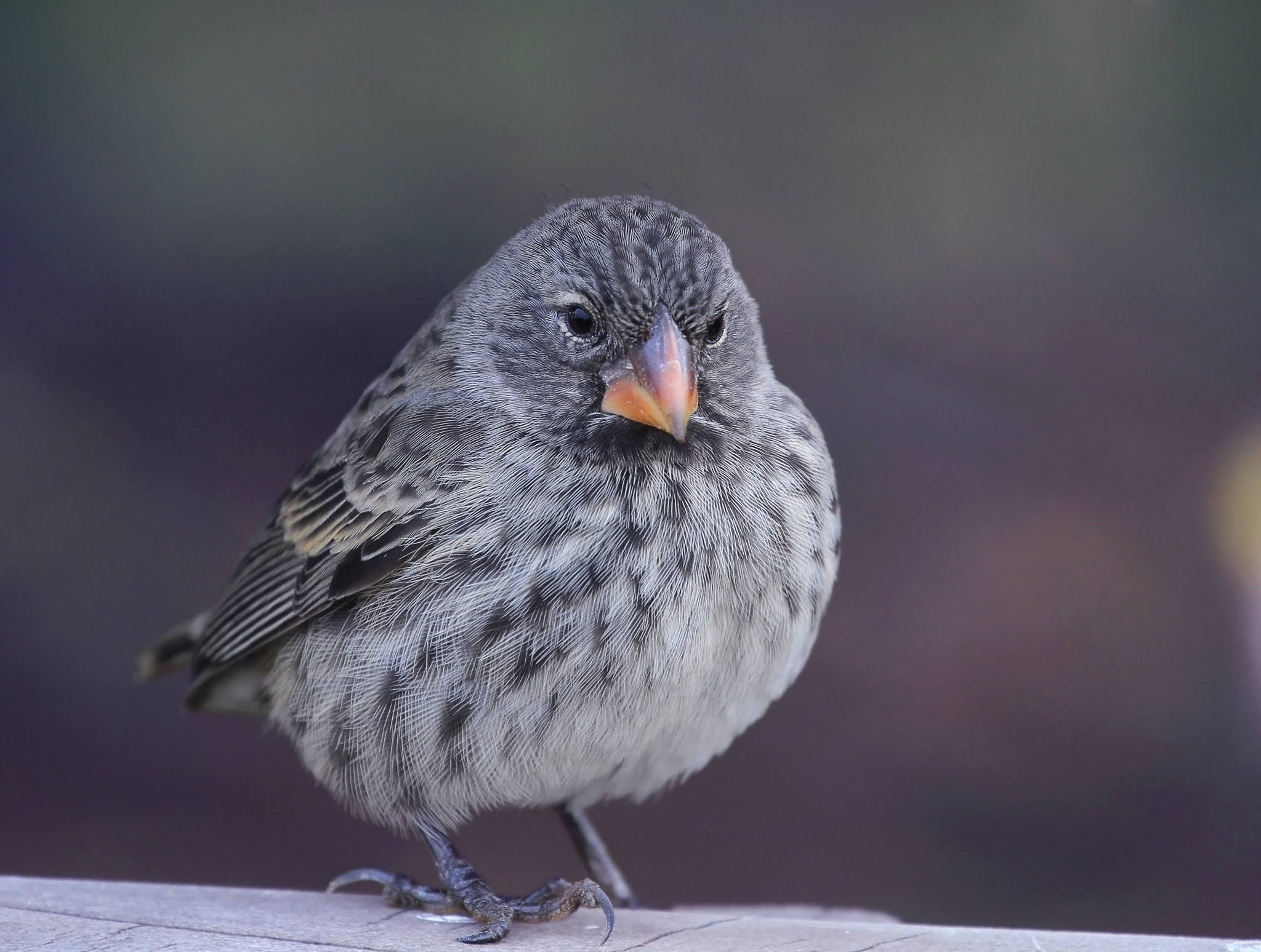 Large ground finch by Tadas Jucys / 500px