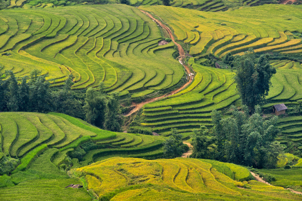 The waves of grain season by Nguyen Hoang / 500px