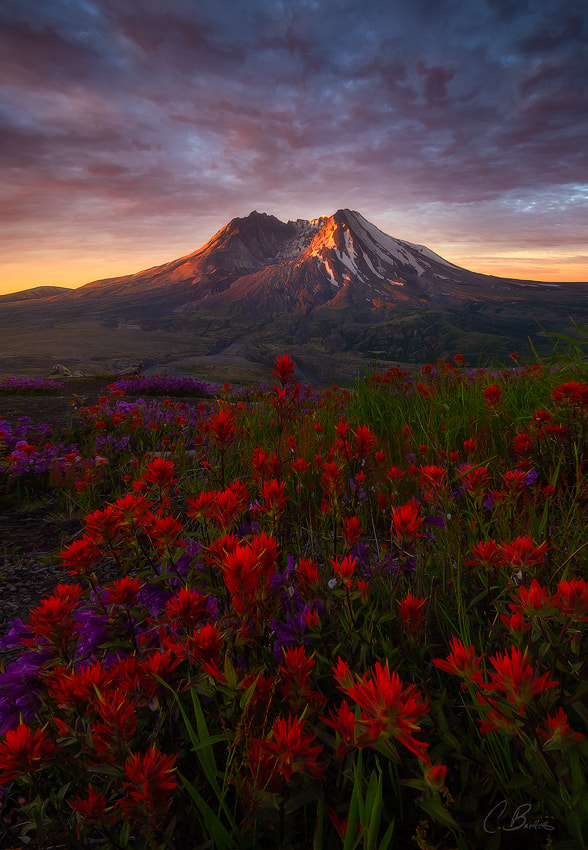 Renewal by Candace Dyar / 500px