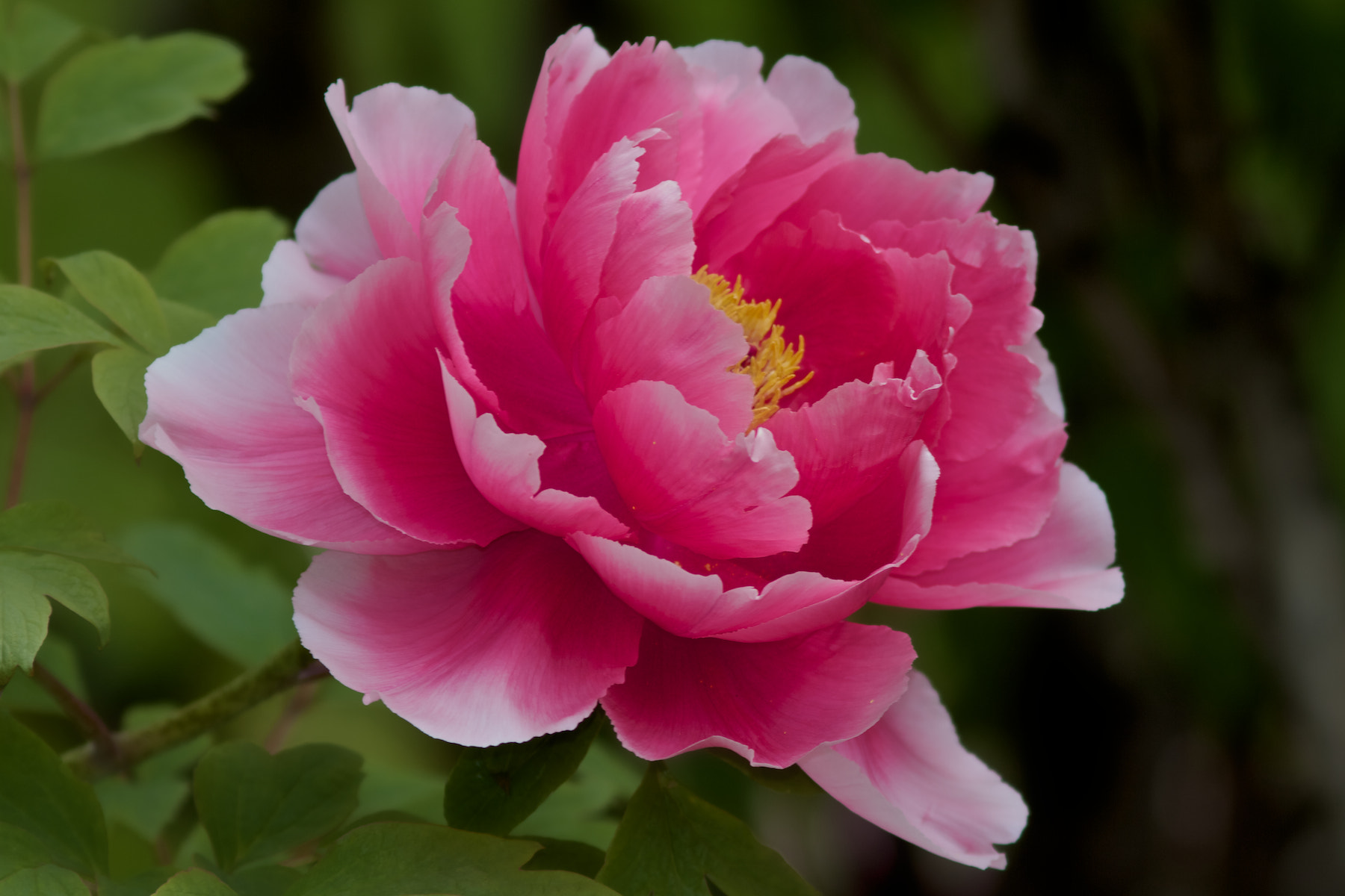 Pivoine by Justin Grenon / 500px