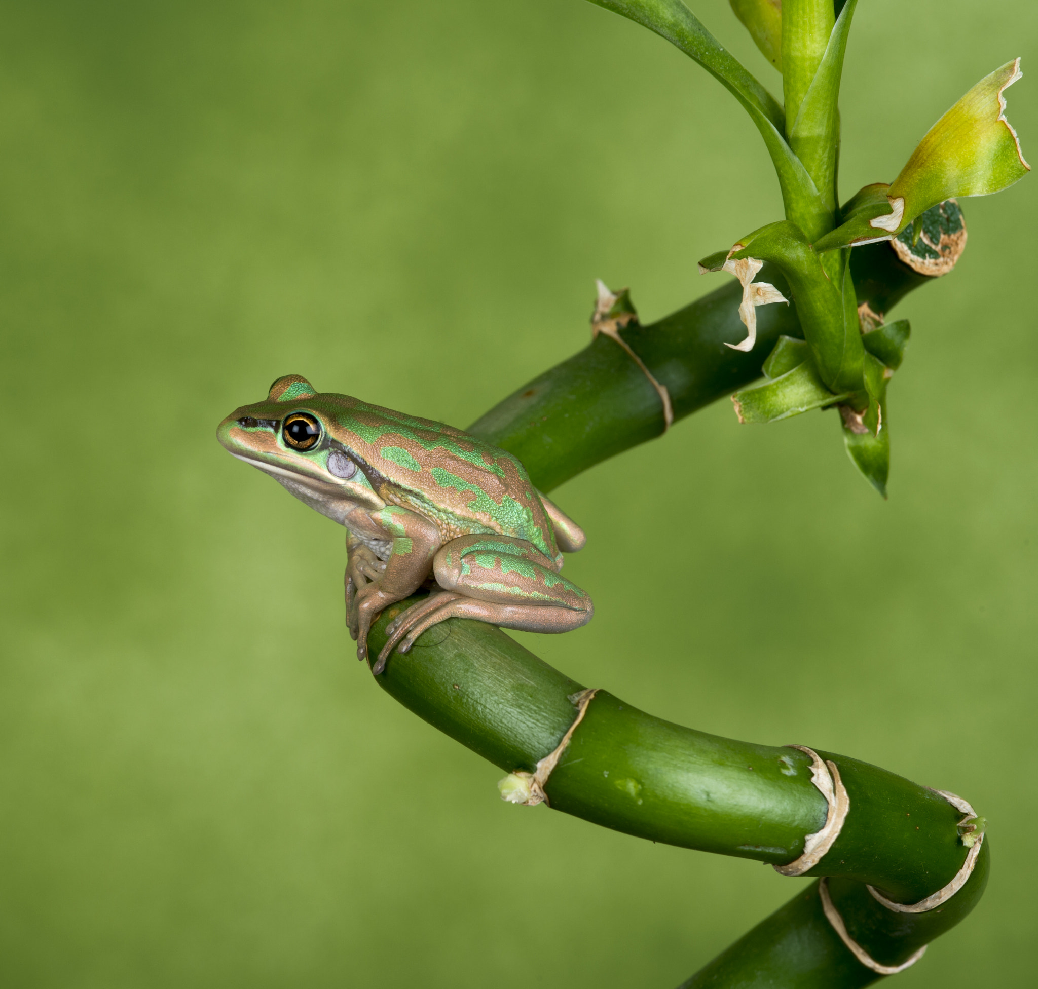Golden Bells Tree Frog by Jenni Alexander / 500px