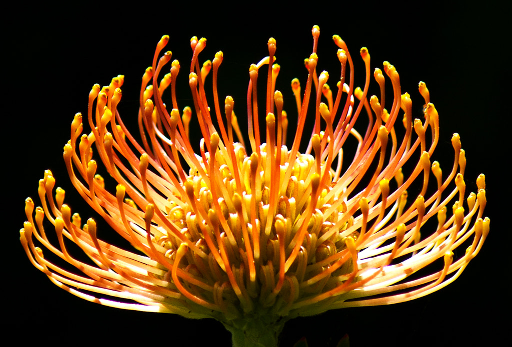 Land Anemone by Joe Randeen / 500px
