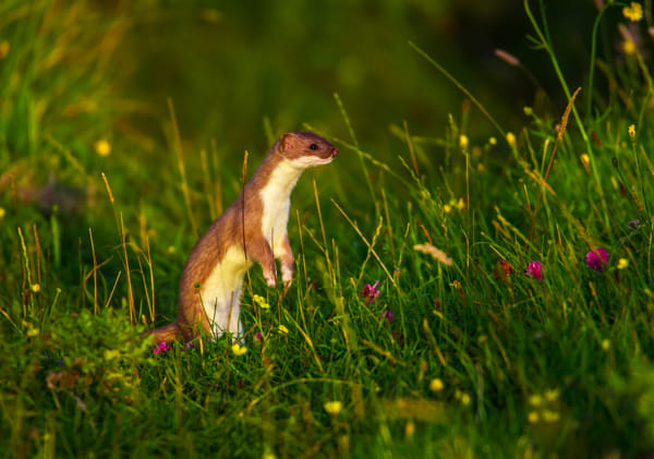 Stoat by Peter Palmer | 500px