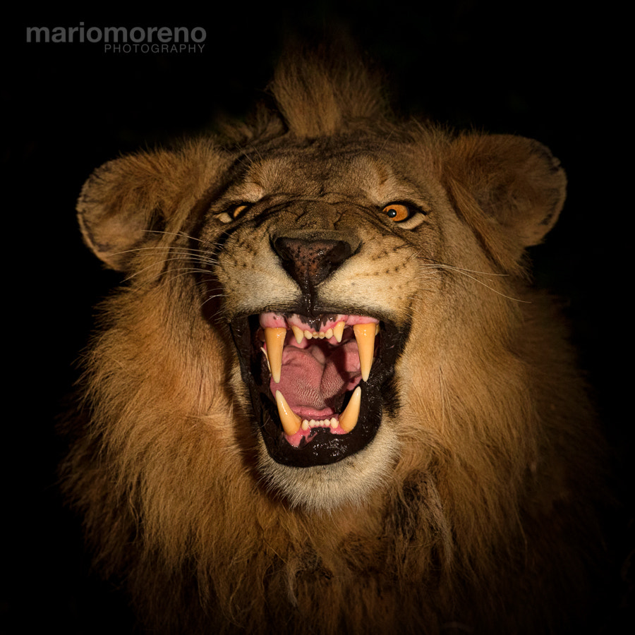 Scary Yawn by Mario Moreno / 500px